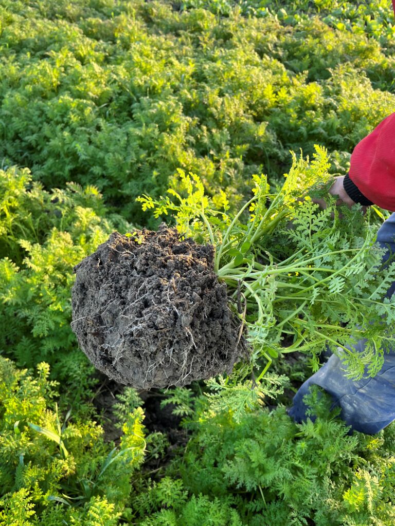 Groenbemesters - Ten Have Seeds