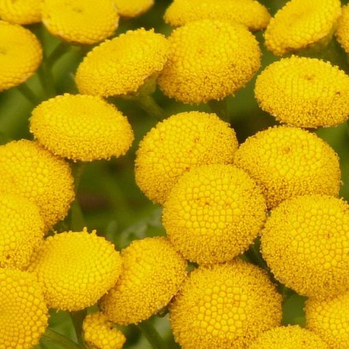 Boerenwormkruid, Tanacetum vulgare - Ten Have Seeds
