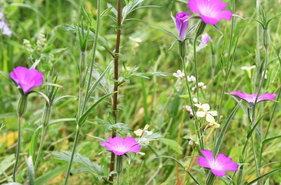 Bolderik, Agrostemma githago - Ten Have Seeds