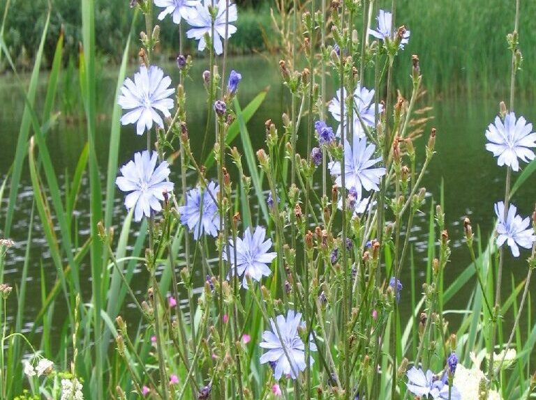 Cichorei, Cichorium intybus 5kg - Ten Have Seeds