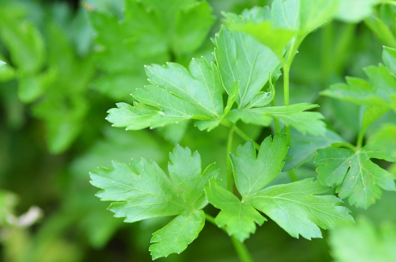 Peterselie, Petroselinum crispum 5kg - Ten Have Seeds