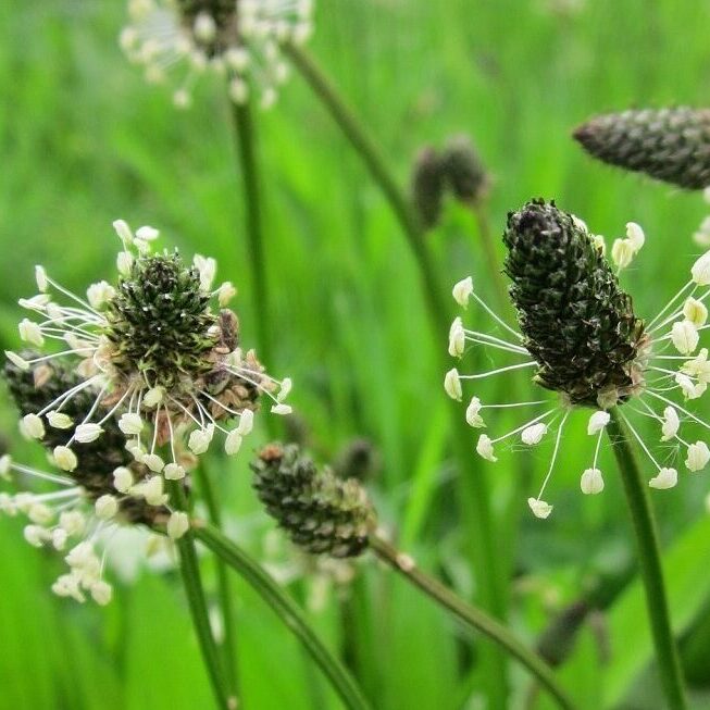 Smalle weegbree, Plantago lanceolata 5kg - Ten Have Seeds