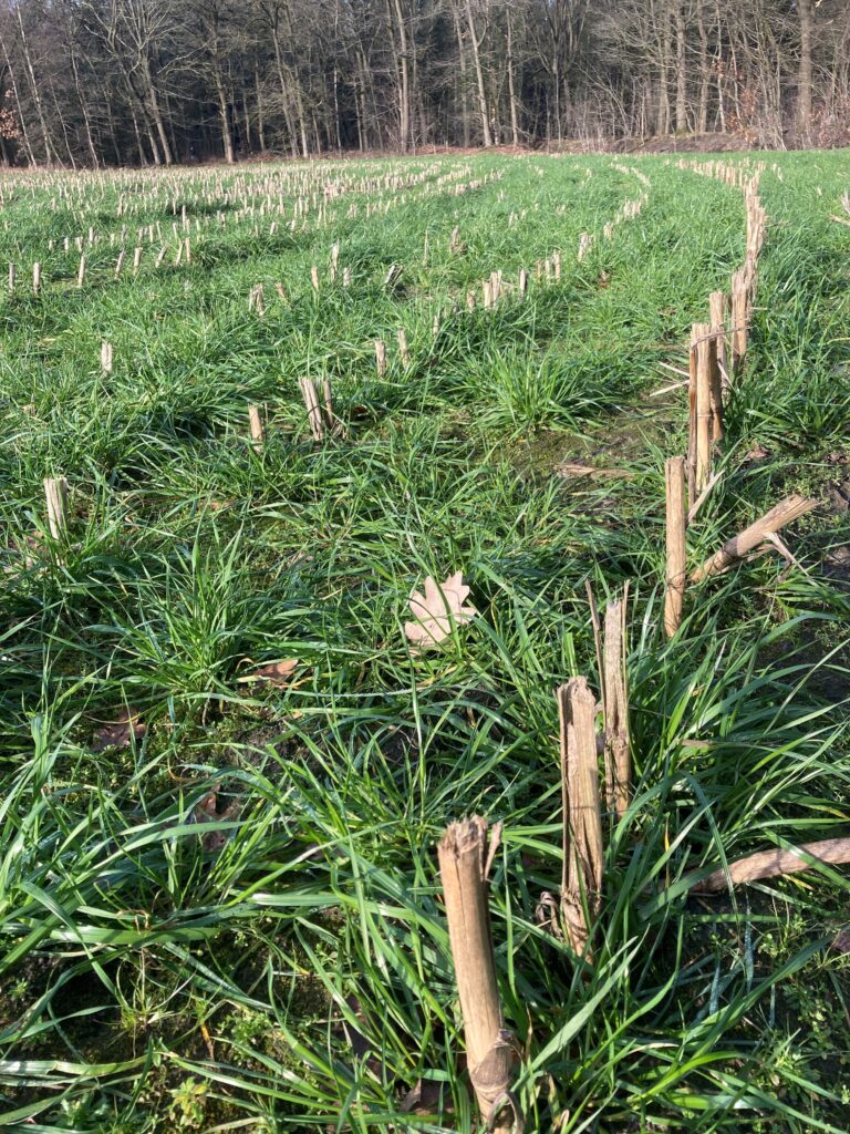 Vanggewas - Ten Have Seeds