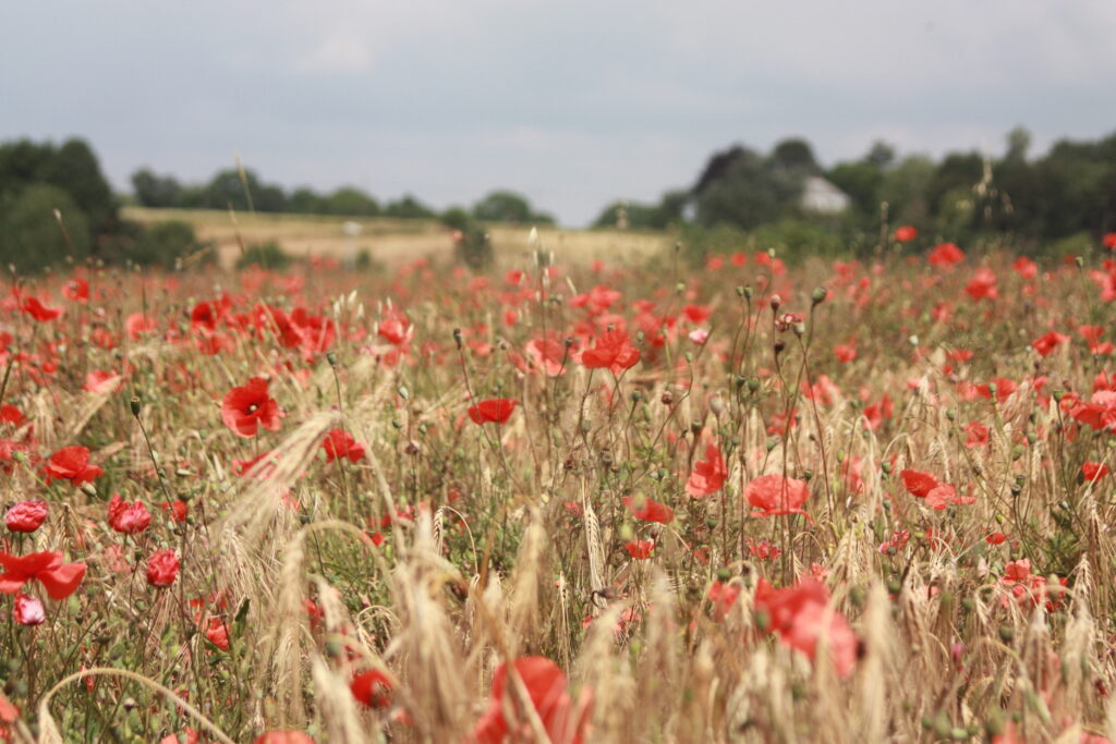 Bleke Klaproos, Papaver dubium - Ten Have Seeds