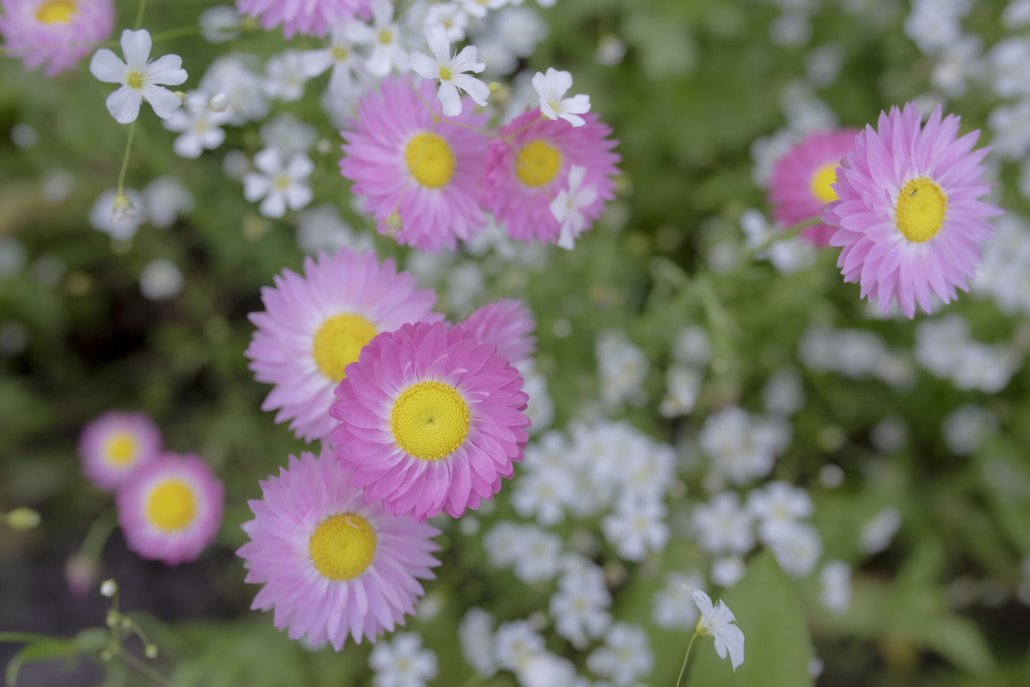 Openbaar groen en tuinen - Ten Have Seeds