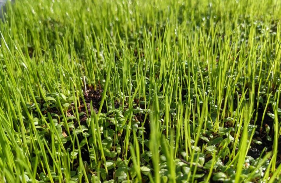 Openbaar groen/gazon - Ten Have Seeds