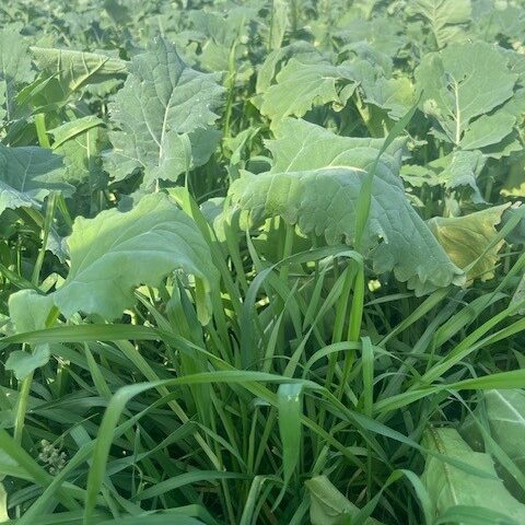 Field Star Ultima 25kg - Ten Have Seeds